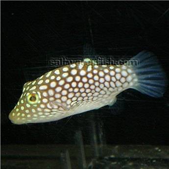 Hawaiian Spotted Puffer - Puffers - Saltwater Fish