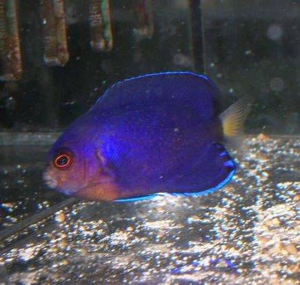 Saltwater Dwarf Angelfish