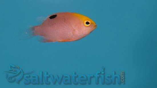 Talbot's Damsel - Damsels - Saltwater Fish