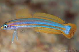 Dartfish Saltwater