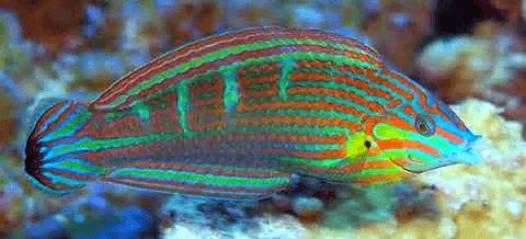 Melanarus Wrasse: Male - Wrasses Reef Safe - Saltwater Fish