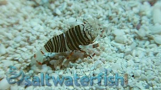 Zebra Shrimp - Prime Time Deal - Shrimp - Invertebrates