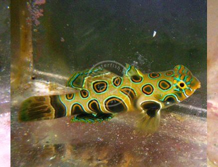 ORA Spotted Target Mandarin Dragonet Captive-Bred - Mandarins ...
