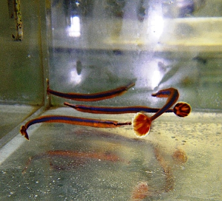 Pipefish - Blue Striped