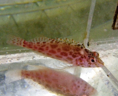 Pixy Hawkfish
