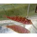 Pixy Hawkfish