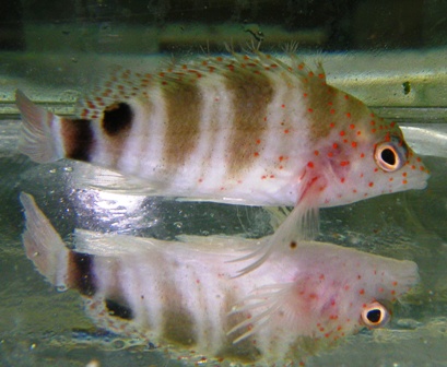 Red Spotted Hawkfish