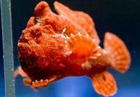 Frogfish