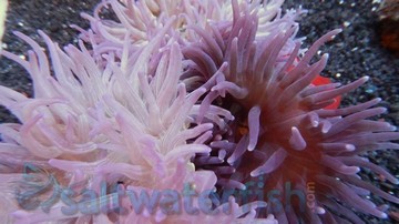 Sebae Anemone - Anemones - Invertebrates