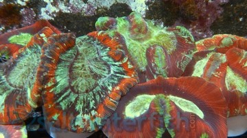Fox Coral - Lps - Coral
